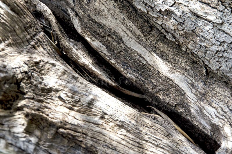 Olive bark stock image. Image of close, mediterranean - 58064557