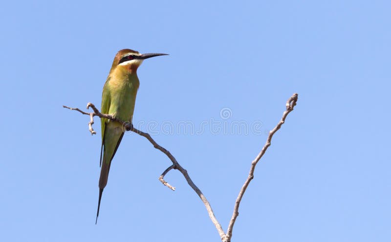 Olive Bee-eater Merops Superciliosus Stock Photo - Image of beautiful ...