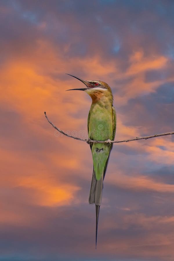 Olive Bee-eater Merops Superciliosus Stock Photo - Image of animal ...