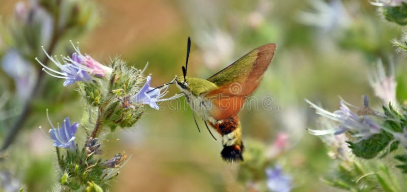 Olive Bee Hawk Moth in Flight with Straw Stretched Out Drinking from a ...