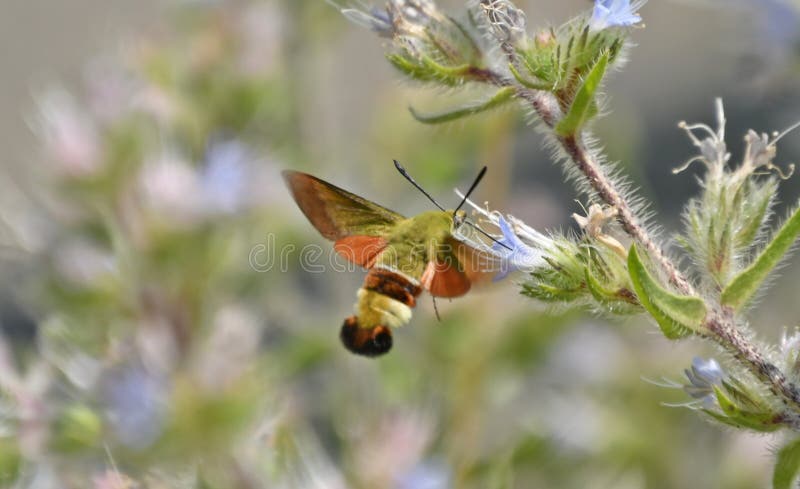 Olive Bee Hawk Moth with Straw Stretched Out Drinking from a Flower of ...