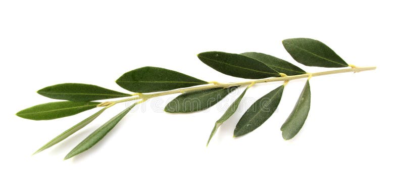 Olive branch stock photo. Image of leaf, horizontal, peace - 10871102
