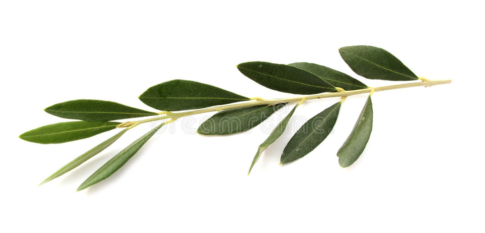 Olive branch stock image. Image of isolated, fresh, ingredient - 16673531