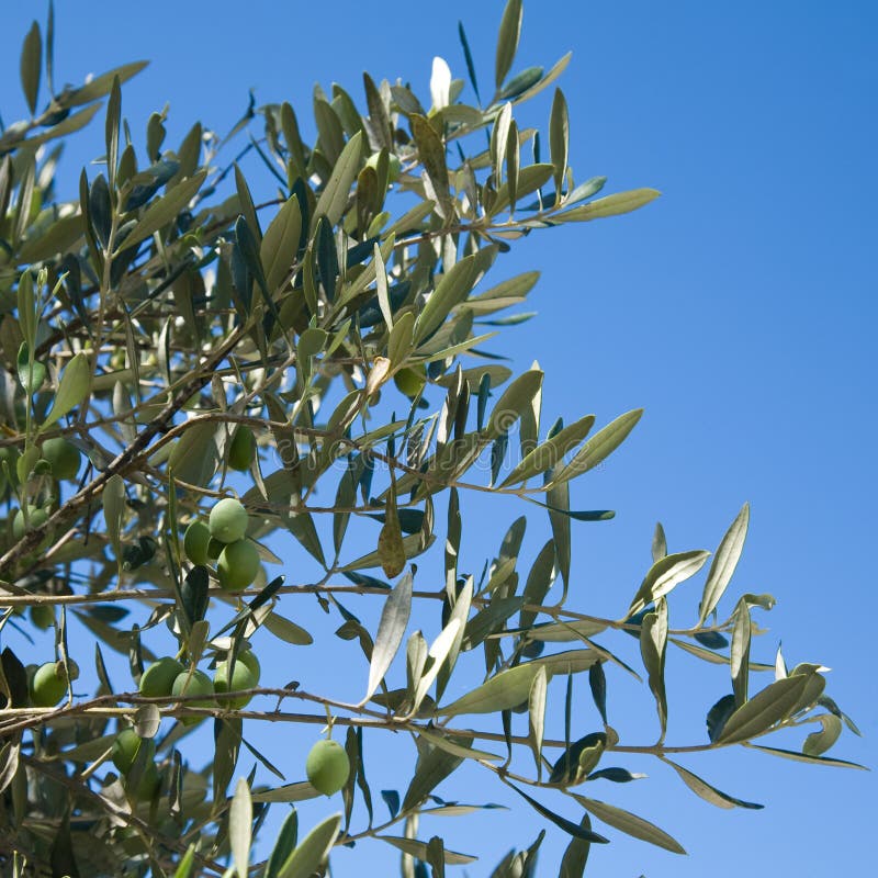 The olive branch stock image. Image of ripening, olive, israeli - 42197