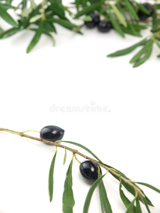 Olive branch stock photo. Image of diet, fresh, biological - 17221560