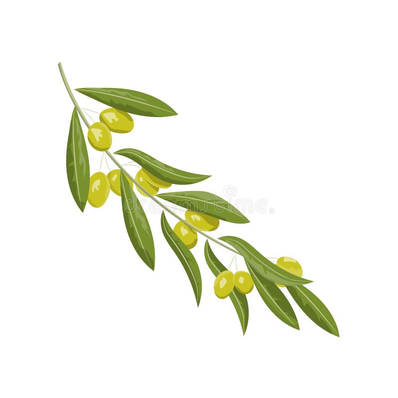 Sprig with Green Olives and Leaves. Stock Vector - Illustration of ...