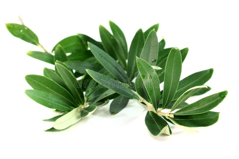 Olive branch stock photo. Image of green, tree, close - 21132092
