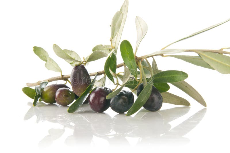 Olive branch stock image. Image of ingredient, vegetable - 22053841