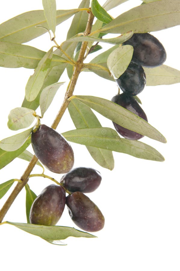 Olive branch stock image. Image of ingredient, vegetable - 22053841