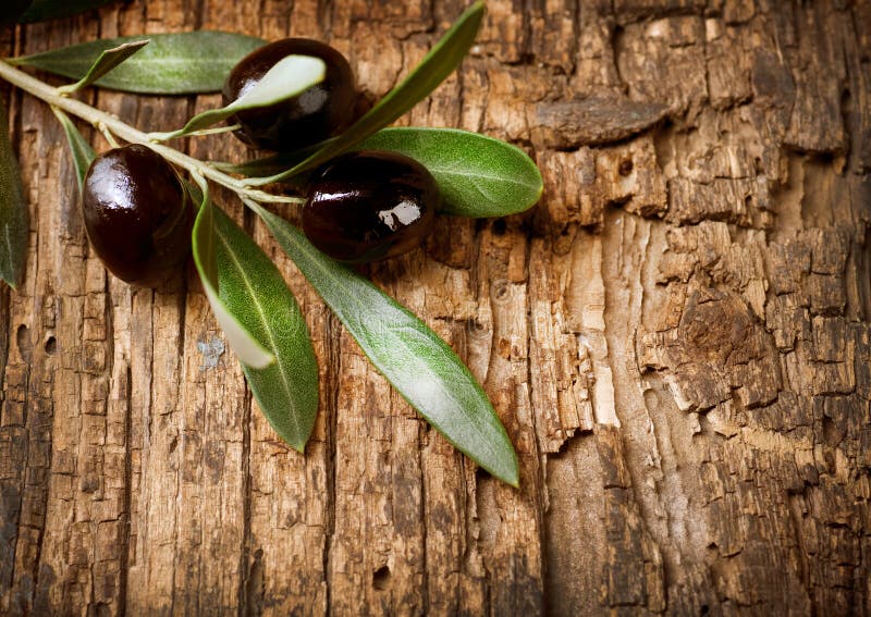 Olive branch stock image. Image of isolated, fresh, ingredient - 16673531