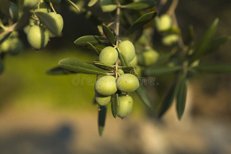 Olive branch stock image. Image of caceres, branch, olive - 25517595