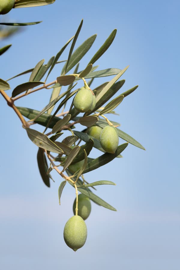 Olive branch stock photo. Image of culture, fresh, macro - 26183030