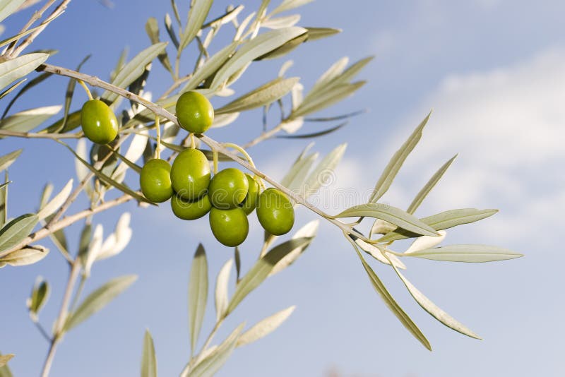 Olive Branch stock image. Image of biological, blue, culture - 3825969
