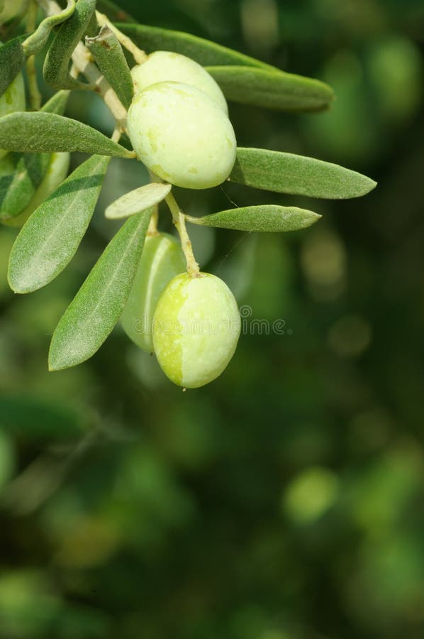 Olive branch stock photo. Image of macro, diet, olive - 26539248