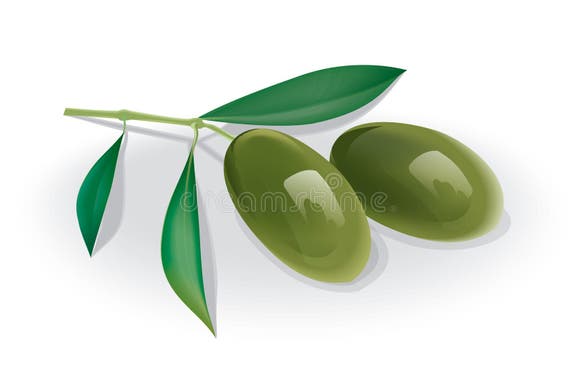 Olive branch stock vector. Illustration of leaf, italy - 7298639