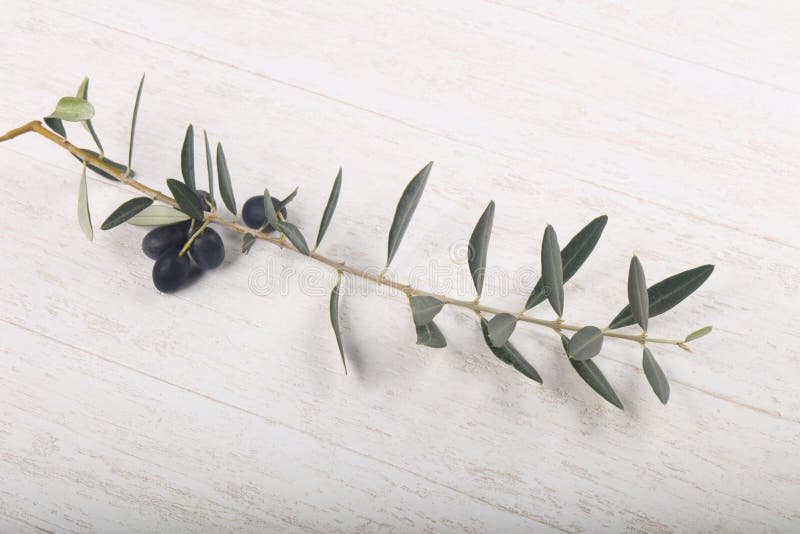Olive branch stock image. Image of fresh, olives, healthy - 112823945
