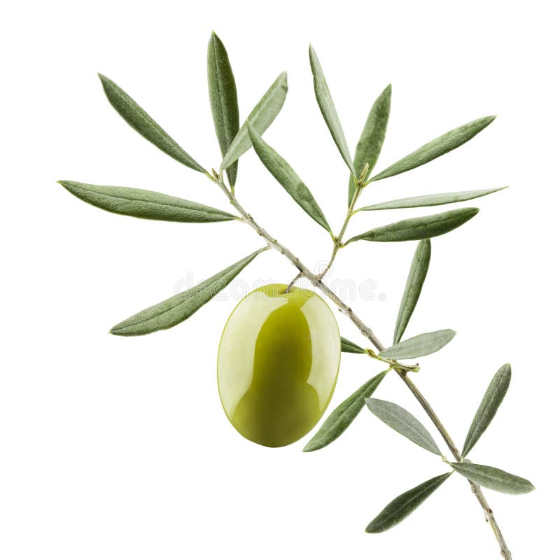Olive branch stock image. Image of three, closeup, branch - 241569267