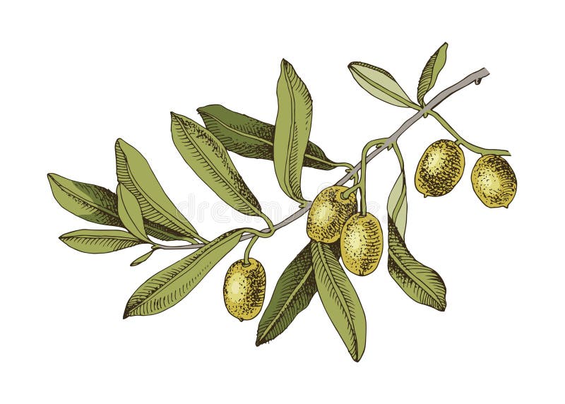 Olive Branch with Green Olives on White Background Stock Vector ...