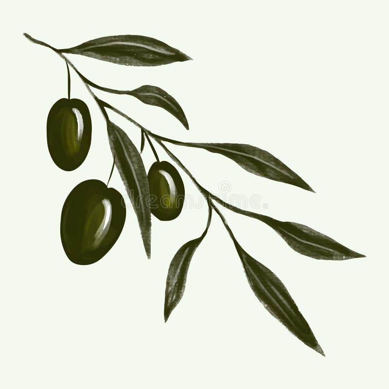 Olive Branch Hand Drawn Isolated on Background Stock Vector ...