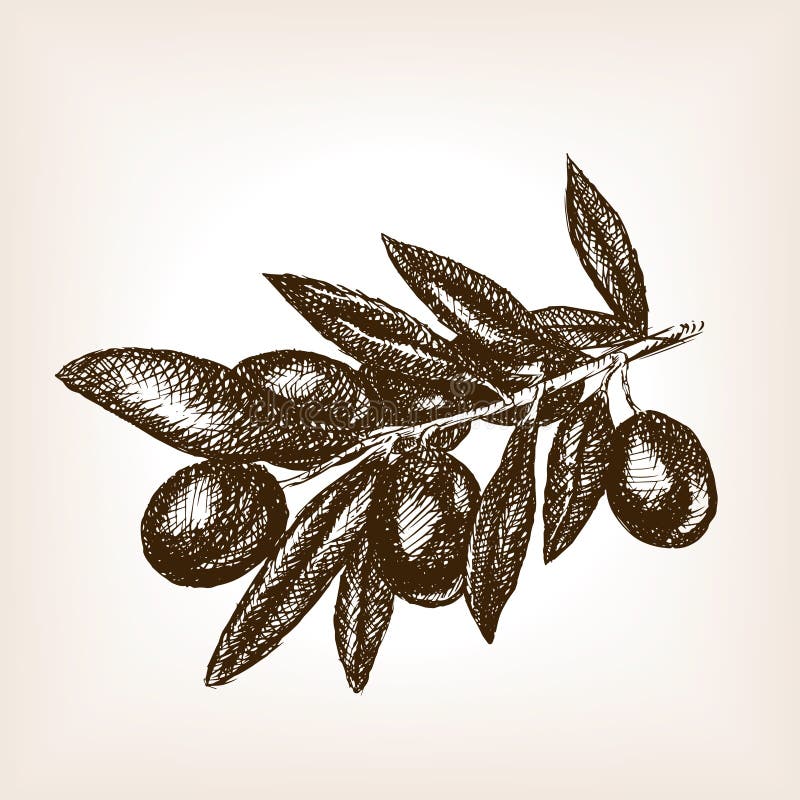 Hand Drawn Vector Olive Branch. Sketch Style Stock Vector ...