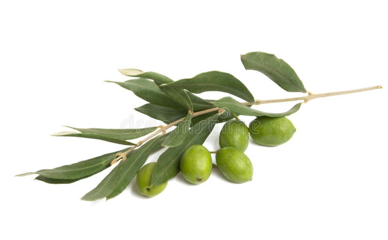 Olive branch isolated stock image. Image of food, organic - 141568057