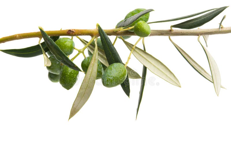 Olive branch isolated stock image. Image of plant, background - 159957461