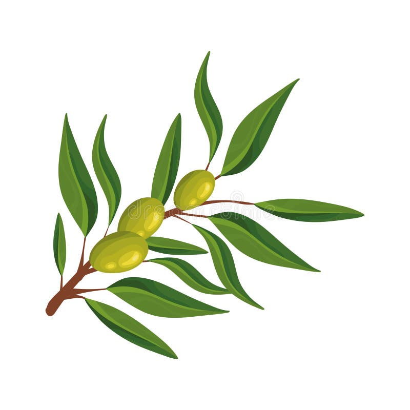 Olive branch leaf stock vector. Illustration of green - 272139426
