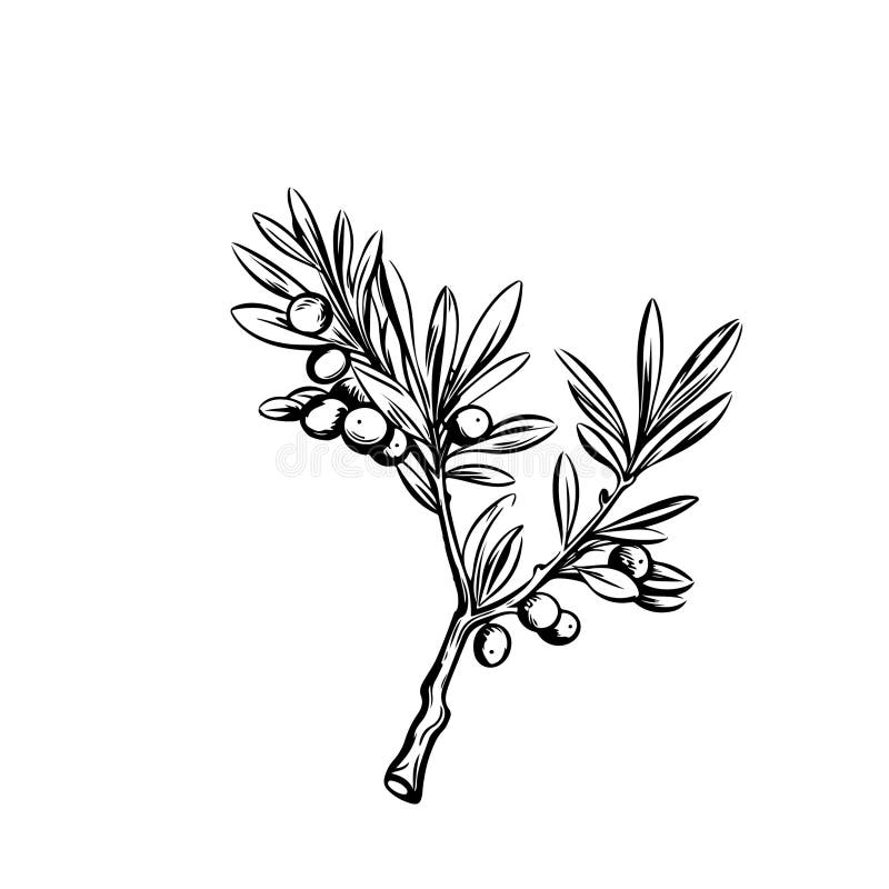 Olive Branch Line Illustration for Your Design Stock Illustration ...