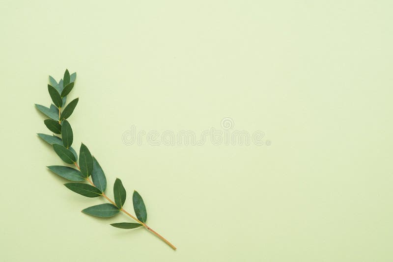 Olive Branch Minimal Design Green Background Stock Photo - Image of ...