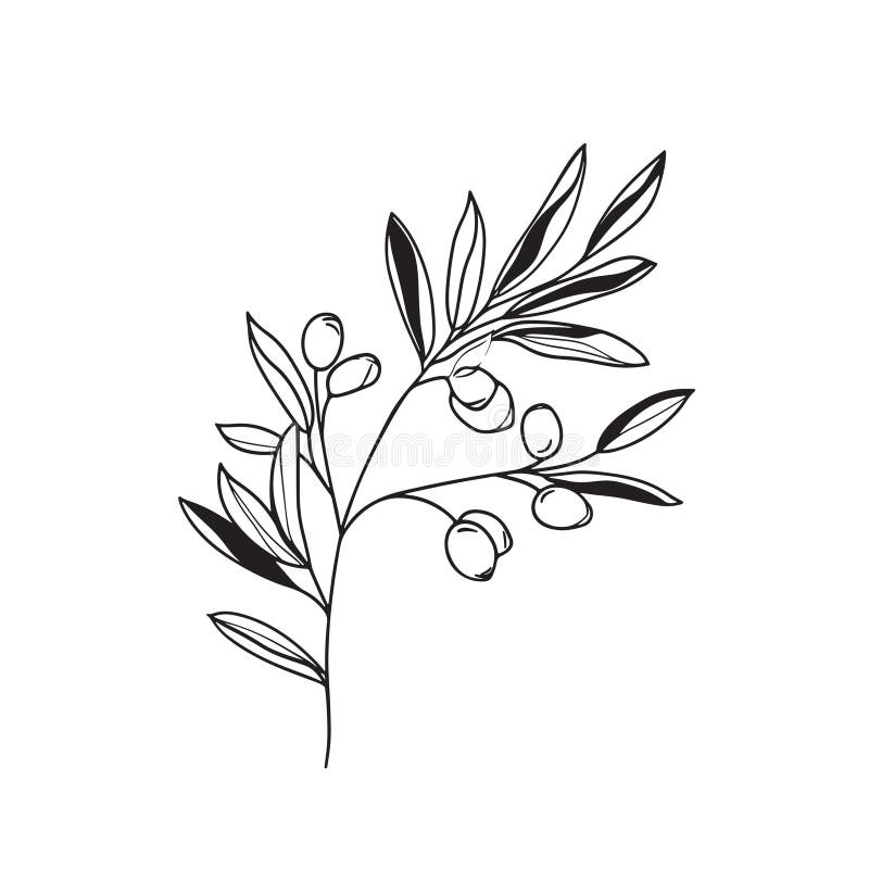 Olive Branch with Olives Simple Line Art Drawing Stock Vector ...