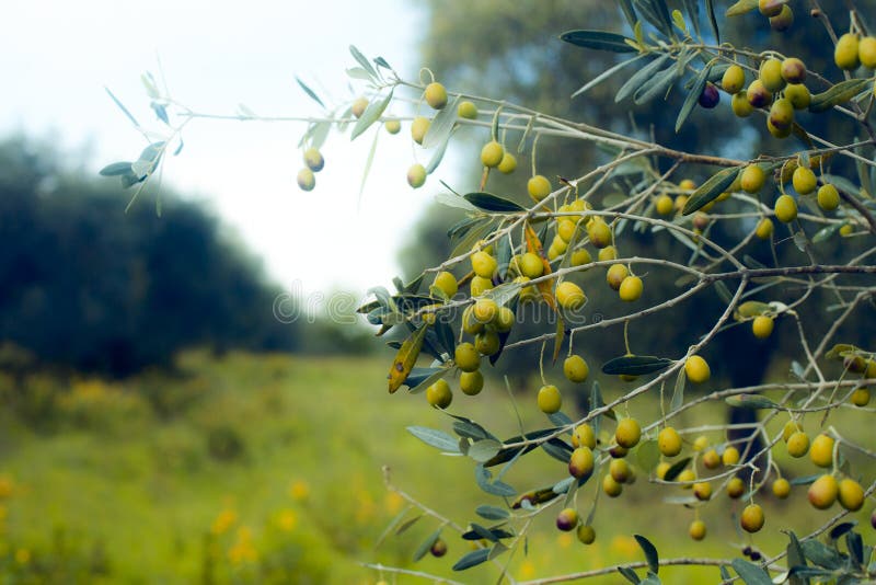 Olive branch stock image. Image of tree, culture, nature - 64372379