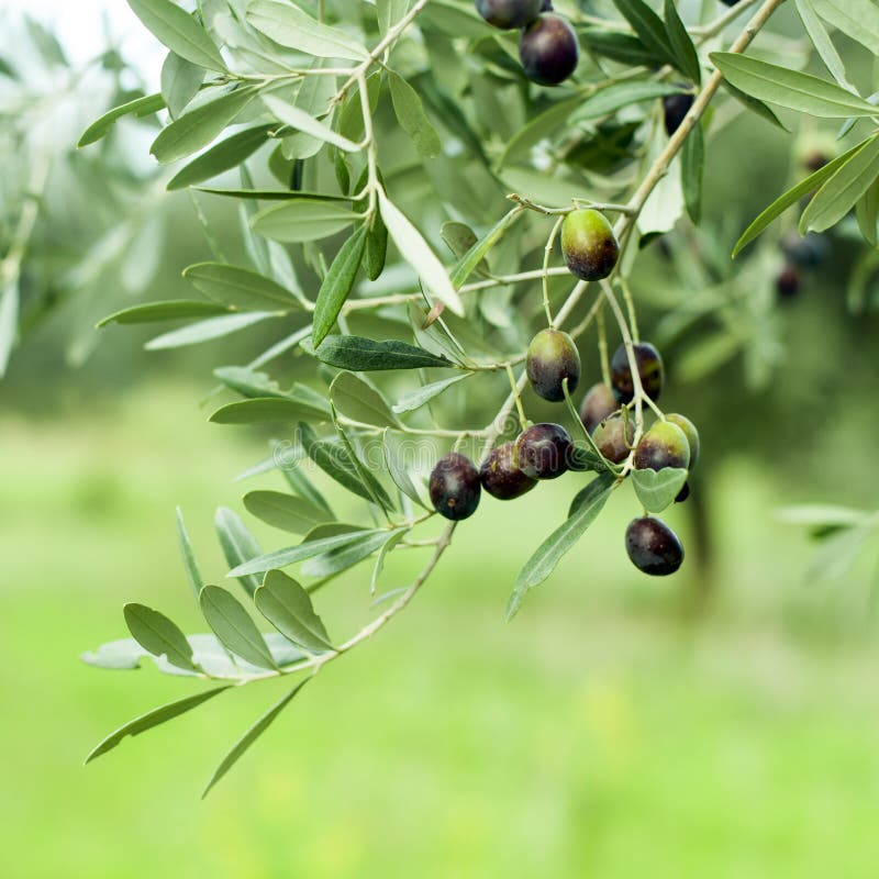 Olive branch stock image. Image of nature, branch, agricolture - 64372383