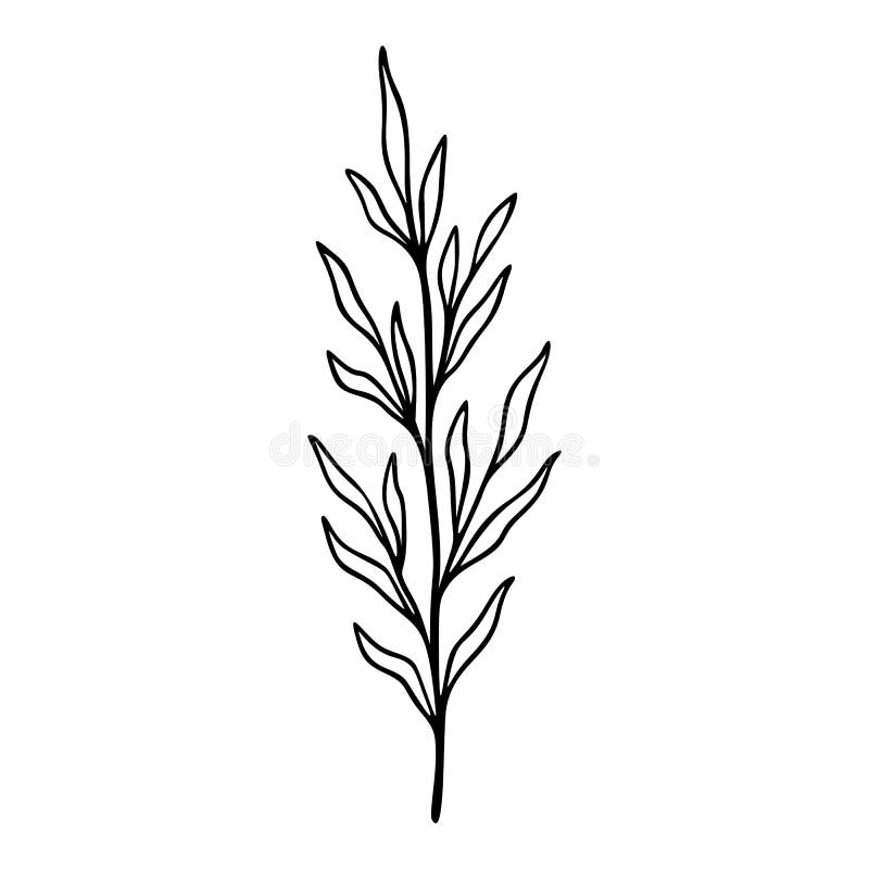 Olive Simple Stock Illustrations – 10,670 Olive Simple Stock ...