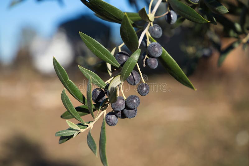 Olive Branch with Ripe Olives on the Tree. Olive Oil Stock Photo ...