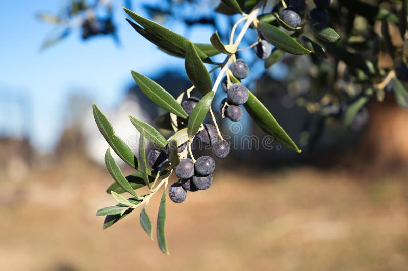 Olive Branch with Ripe Olives on the Tree. Olive Oil. Spain, Andalusia ...
