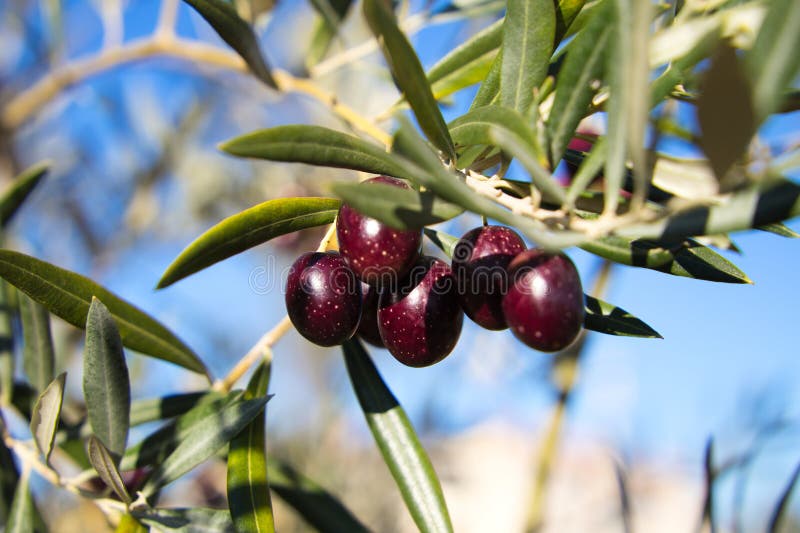 Olive Branch with Ripe Olives on the Tree. Olive Oil Stock Photo ...