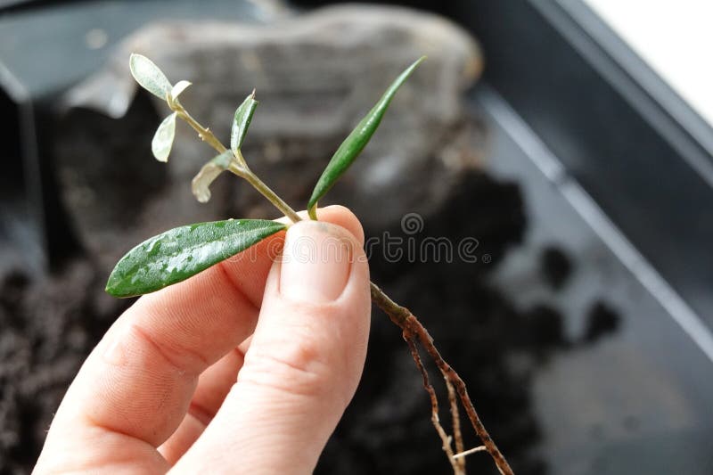 Olive Branch with Root Held by a Man. Olive Tree Cutting Per Branch ...