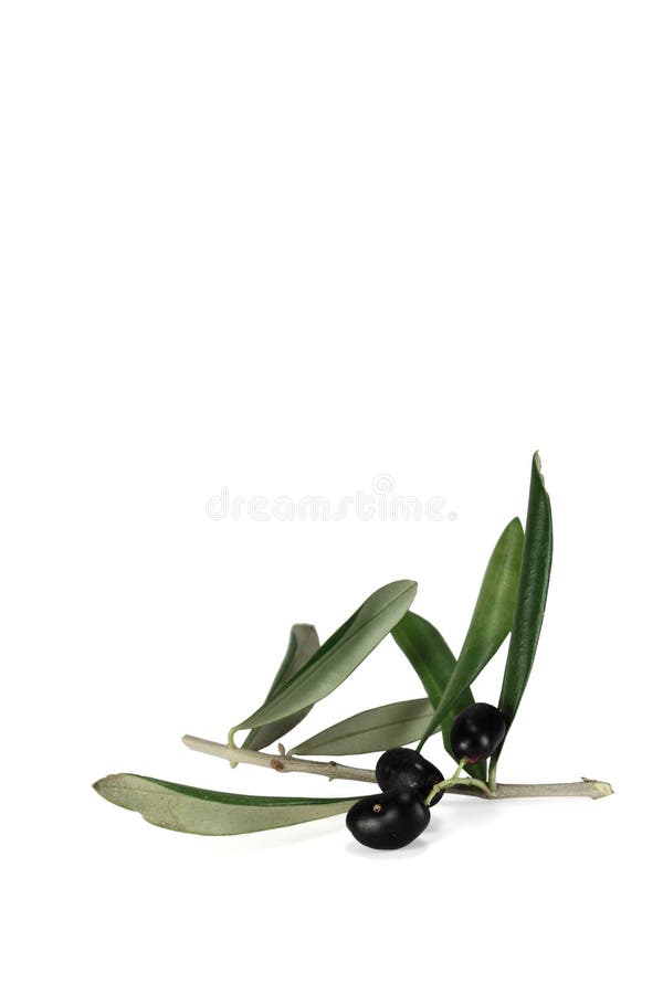 Olive branch still life stock photo. Image of tree, cilento - 17788584