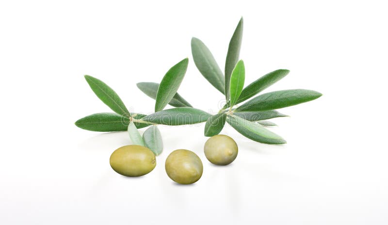 Olive Branch with Three Delicious Green Olives, Isolated on White Stock ...