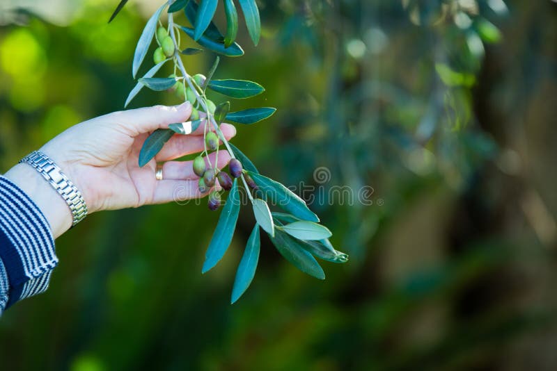 Olive Branch on Olive Tree with Hand - Peace Symbol Stock Image - Image ...