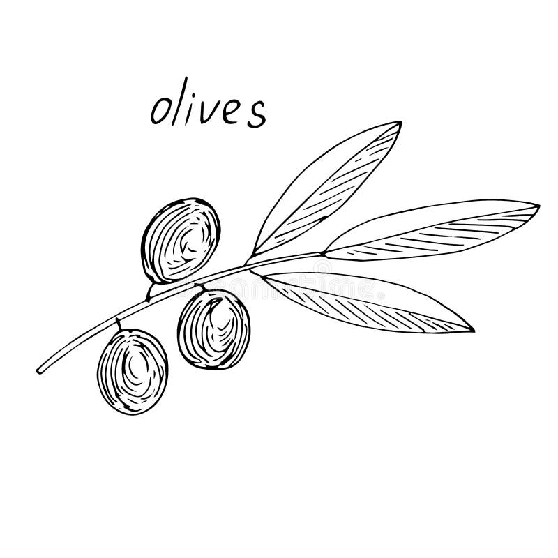 Olive Branch, Vector Illustration, Hand Drawing Stock Illustration ...