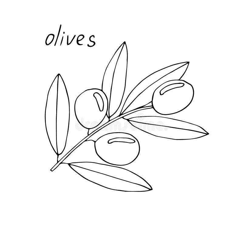 Olive Branch, Vector Illustration, Hand Drawing Doodle Stock ...