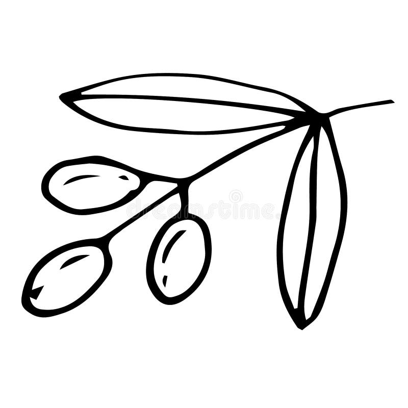 Olive Branch Vector Illustration, Hand Drawing Doodle Stock Vector ...