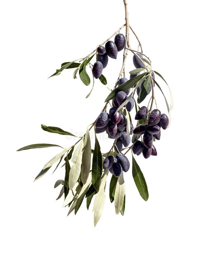 The olive branch stock image. Image of green, food, greece - 95619469