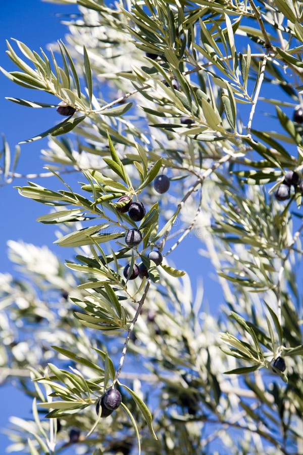 Olive branches stock image. Image of subsidies, food, blue - 5735063