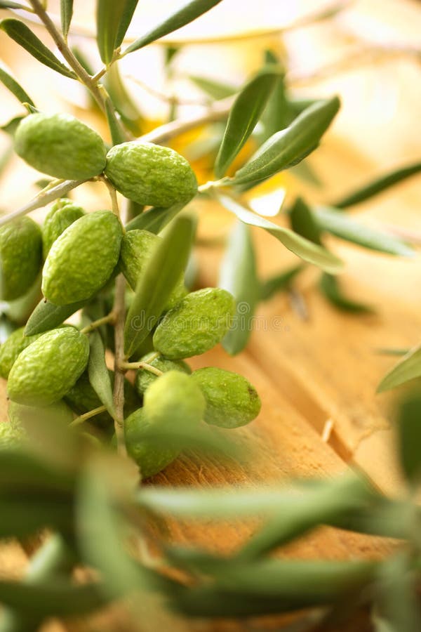 Olive branches with lemon stock photo. Image of grow, green - 7751326
