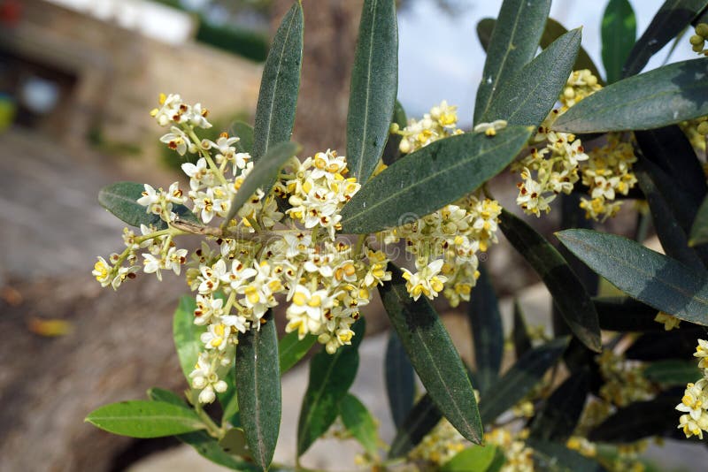 Olive branches in bloom stock photo. Image of flowers - 117328576