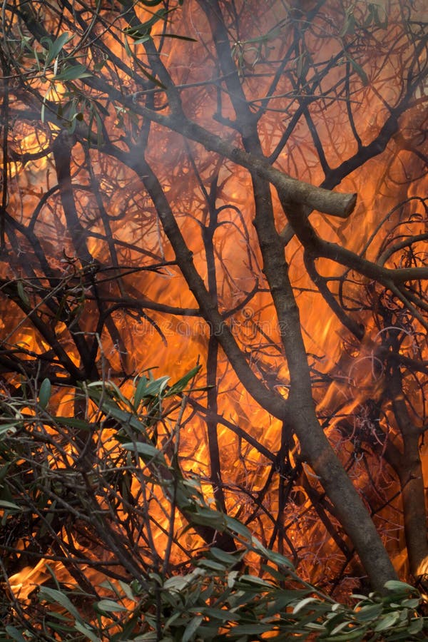 Olive branches and fire stock photo. Image of nature - 75923908