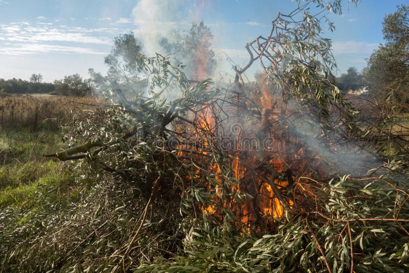 Olive branches and fire stock image. Image of orange - 75924599