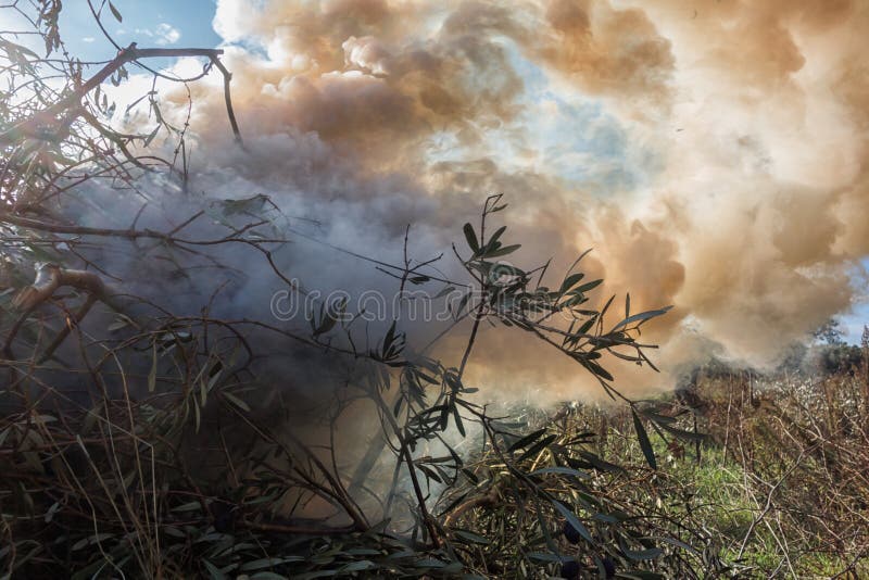 Burning Olive Tree Prunings Stock Image - Image of landscape, smoke ...
